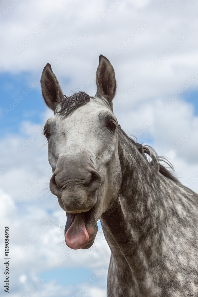 sprechendes Pferd, Apfelschimmel Stock-Foto | Adobe Stock