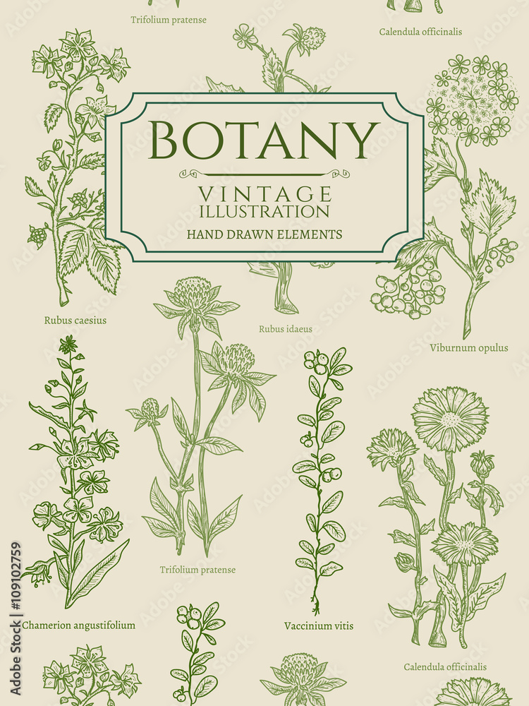 Botany book cover template vintage hand drawn Stock Vector | Adobe Stock