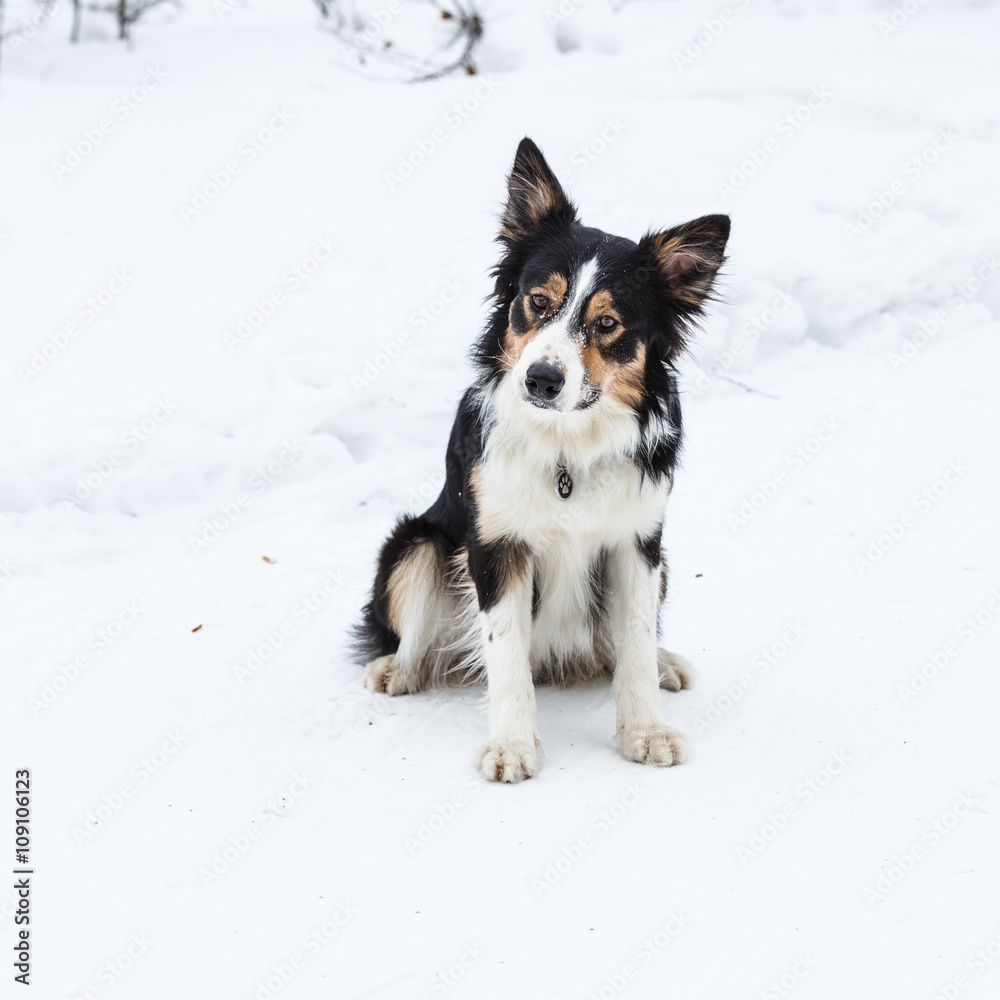 Tri Color Smooth Collie