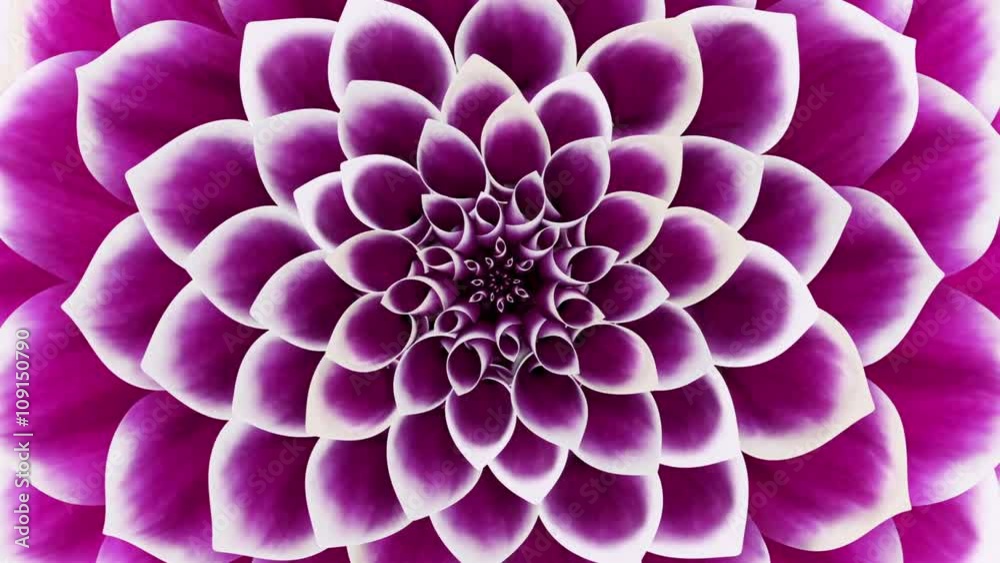 Opening Of The Purple Flower. Looped. 3D Animation. Stock Video | Adobe ...