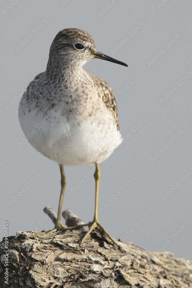 Foto Stock Piro piro | Adobe Stock