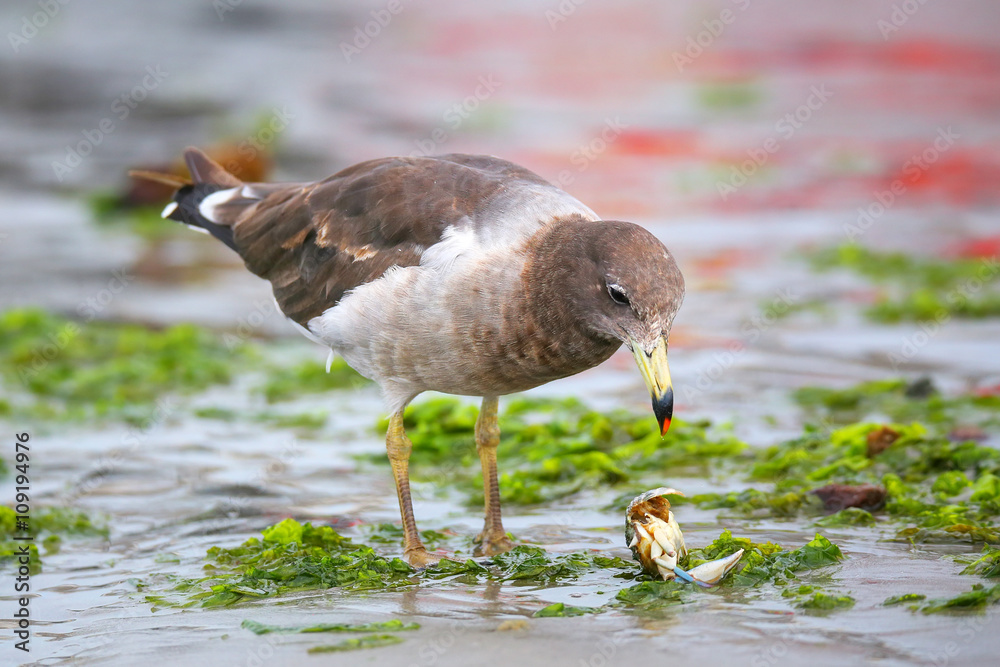 Belcher's Gull eating crab on the beach of Paracas Bay, Peru Stock ...