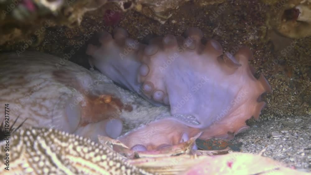 Octopus hiding in its hole under a rock at the bottom. Amazing ...