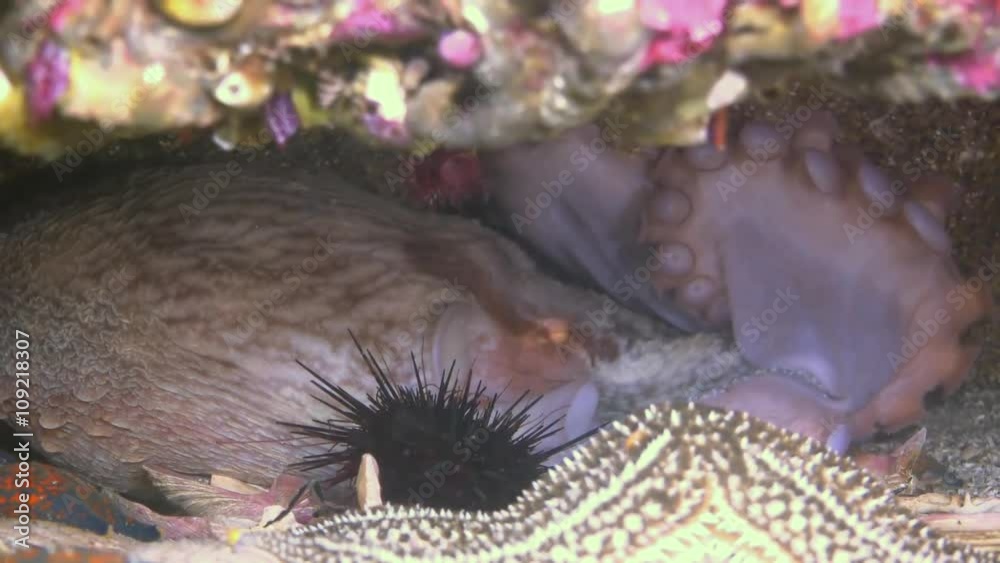 Octopus hiding in its hole under a rock at the bottom. Amazing ...
