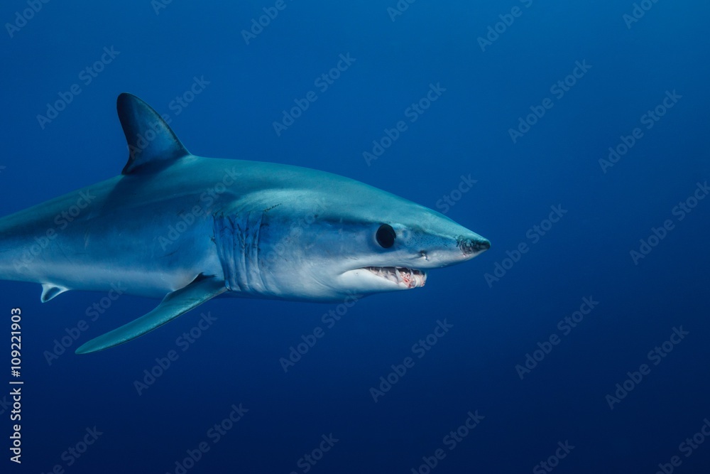 Underwater view of shortfin mako shark (Isurus oxyrinchus) swimming ...