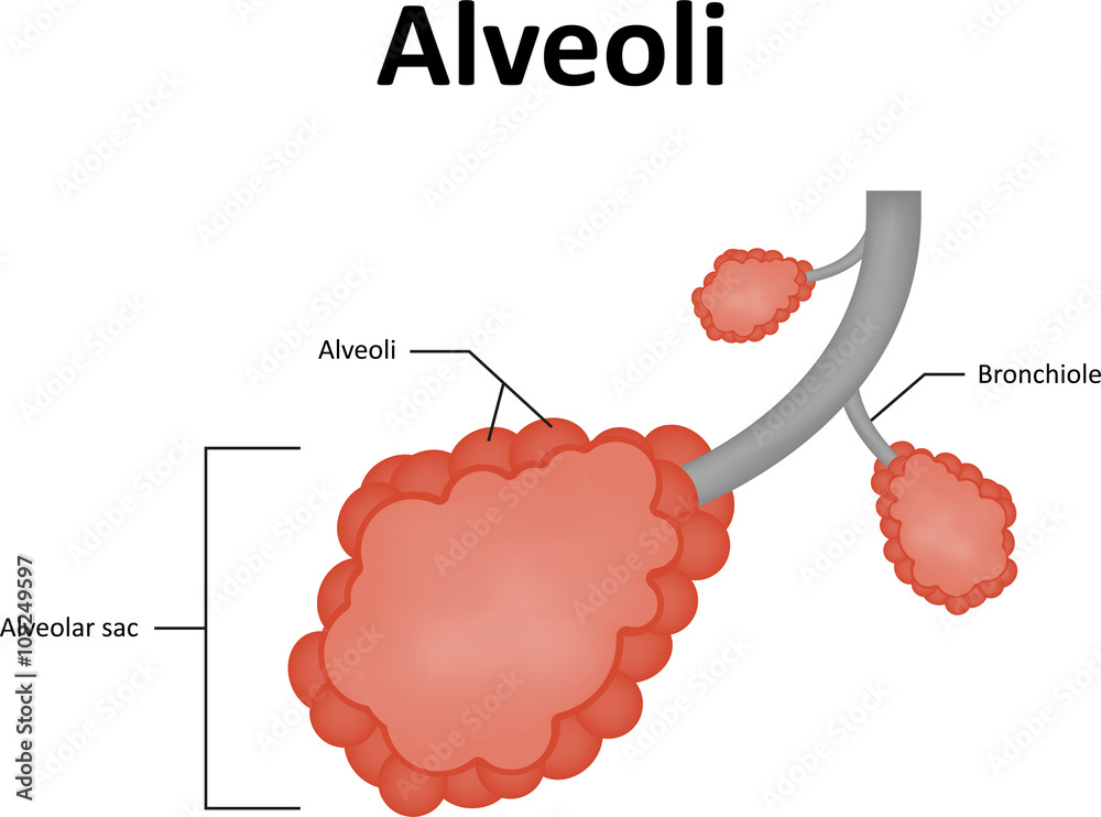Alveoli Labeled Stock Illustration | Adobe Stock