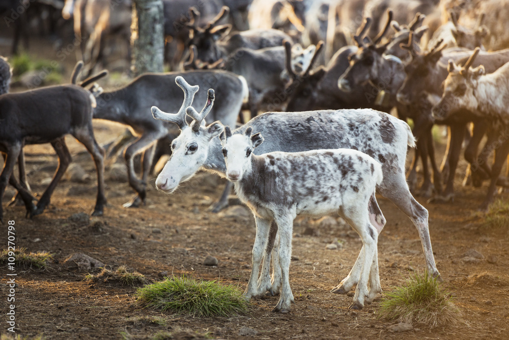 Herd of Svalbard reindeer Stock Photo | Adobe Stock