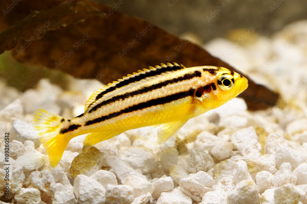Auratus cichlid Melanochromis auratus golden mbuna aquarium fish Stock ...