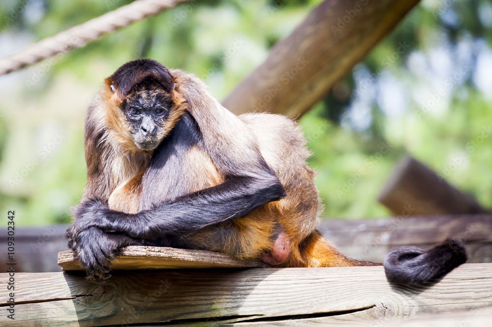 Singe atèle de Geoffroy Stock Photo | Adobe Stock