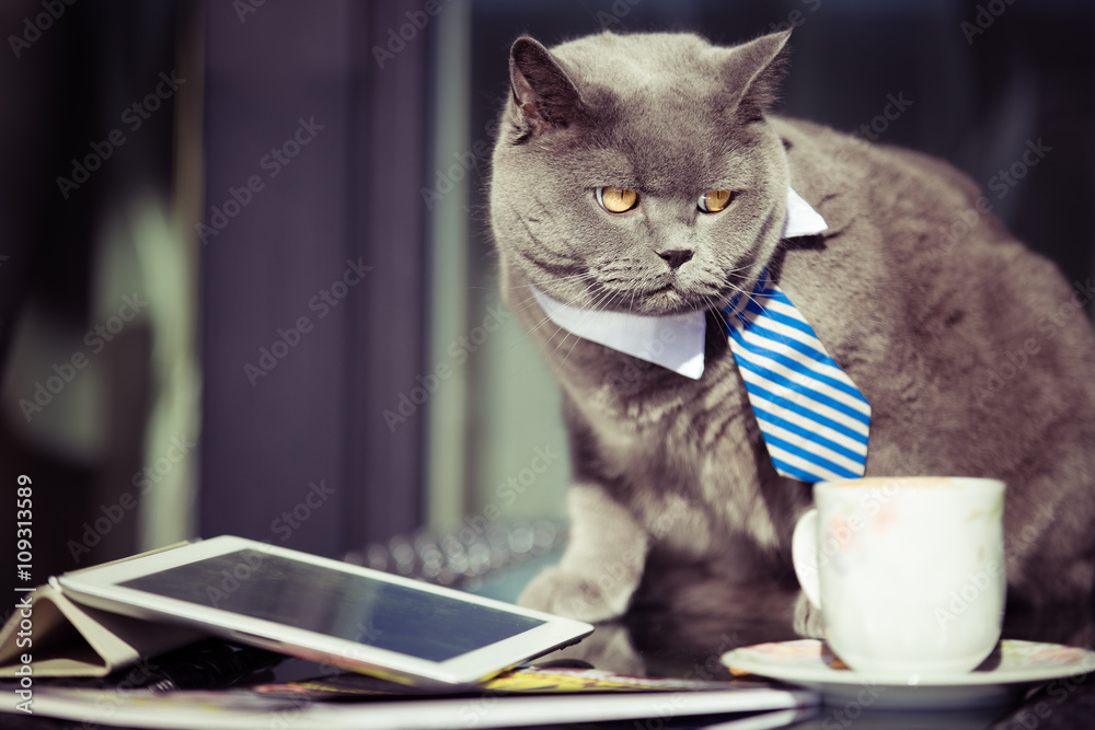 Business Cat Original