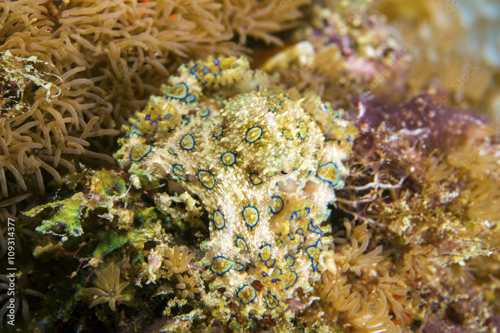A deadly blue-ringed Octopus displays its warning colours on a tropical ...