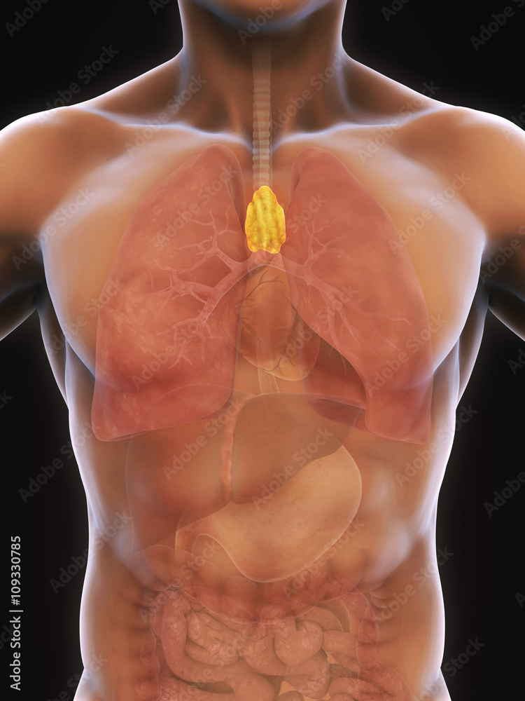 Human Thymus Anatomy Illustration. 3D render Stock Illustration | Adobe ...