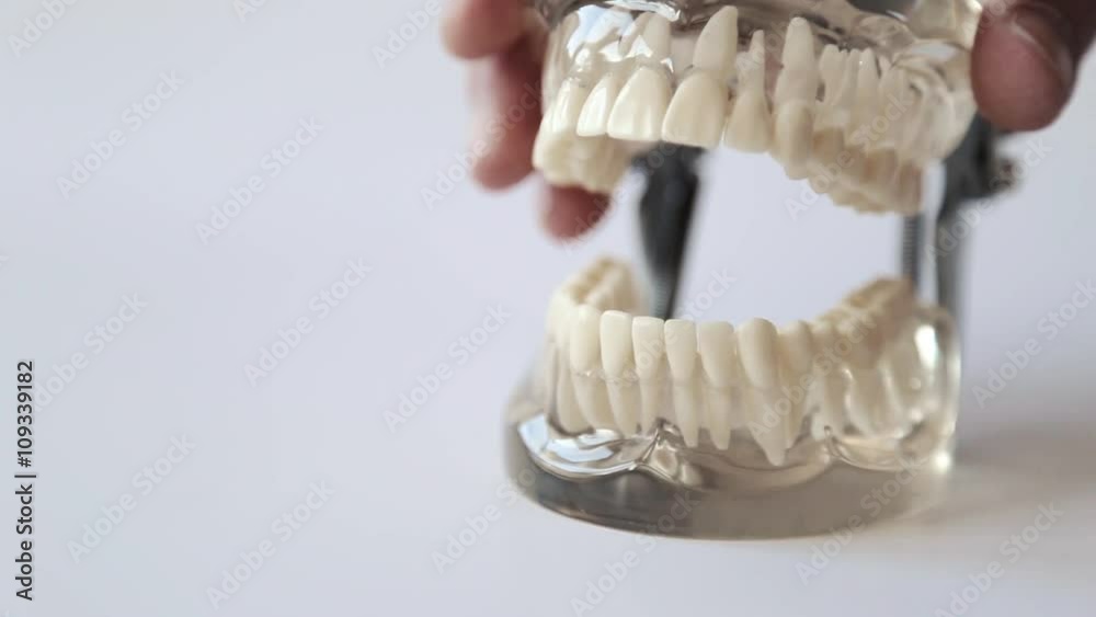 Open and close oral surgery model display the anatomy of the teeth on ...