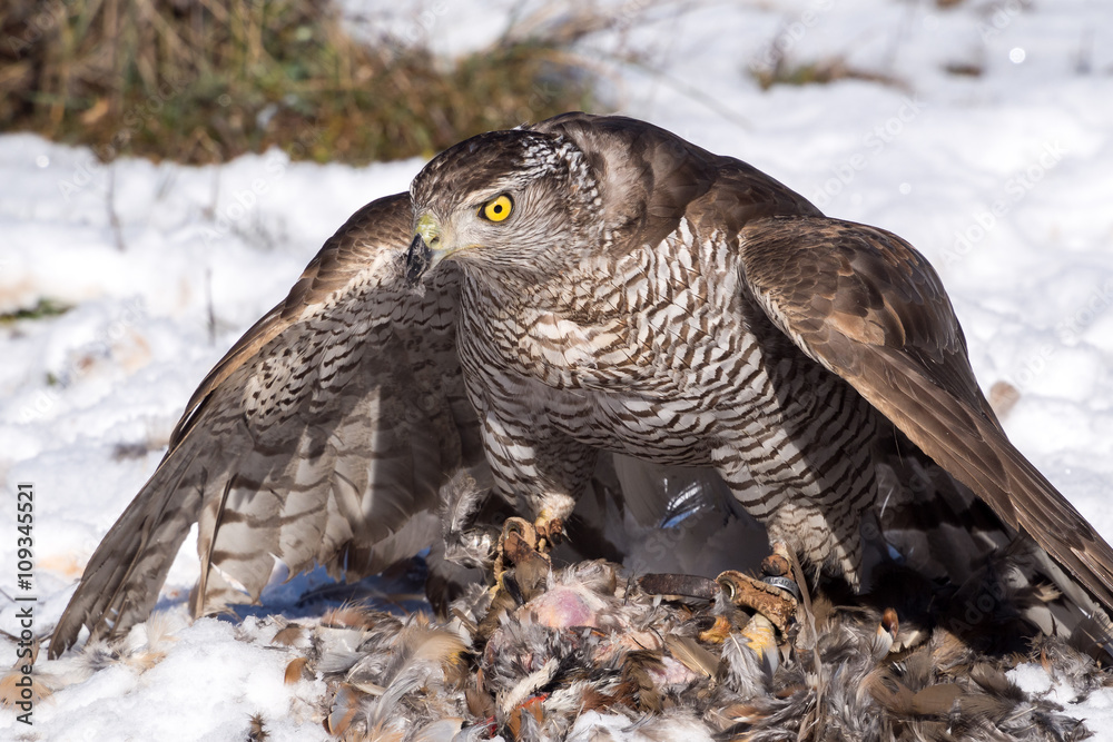 Northern goshawk eating after hunting foto de Stock | Adobe Stock
