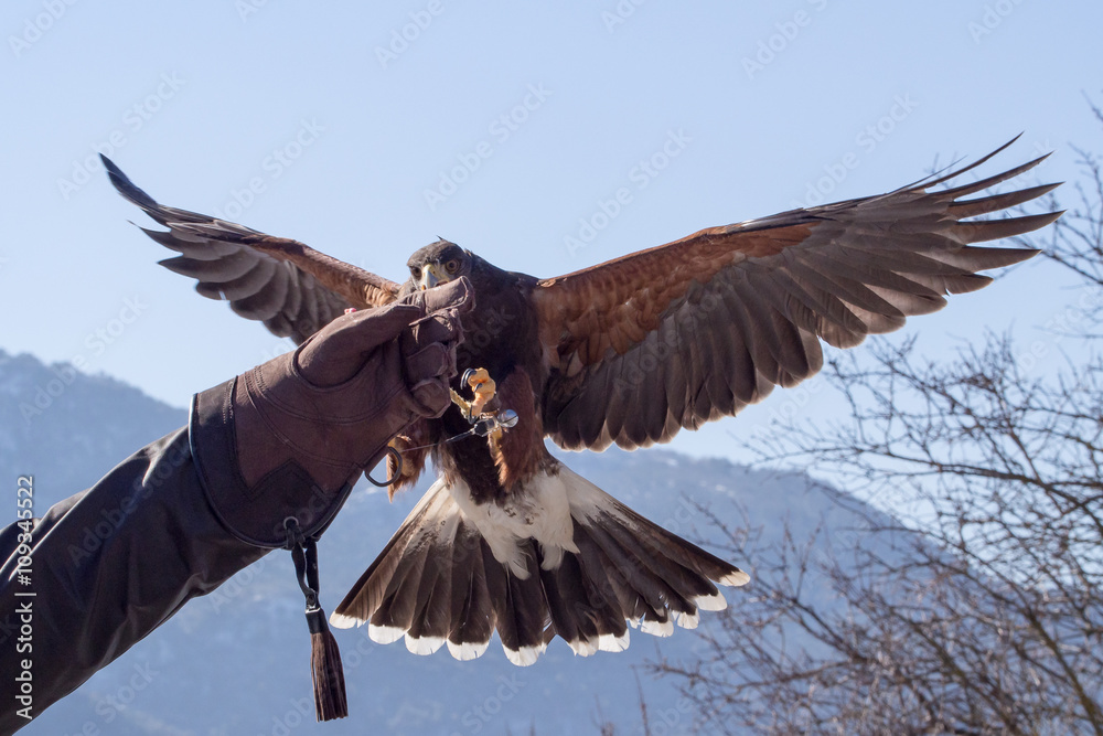 Harris hawk landing in a falconry exhibition Stock Photo | Adobe Stock