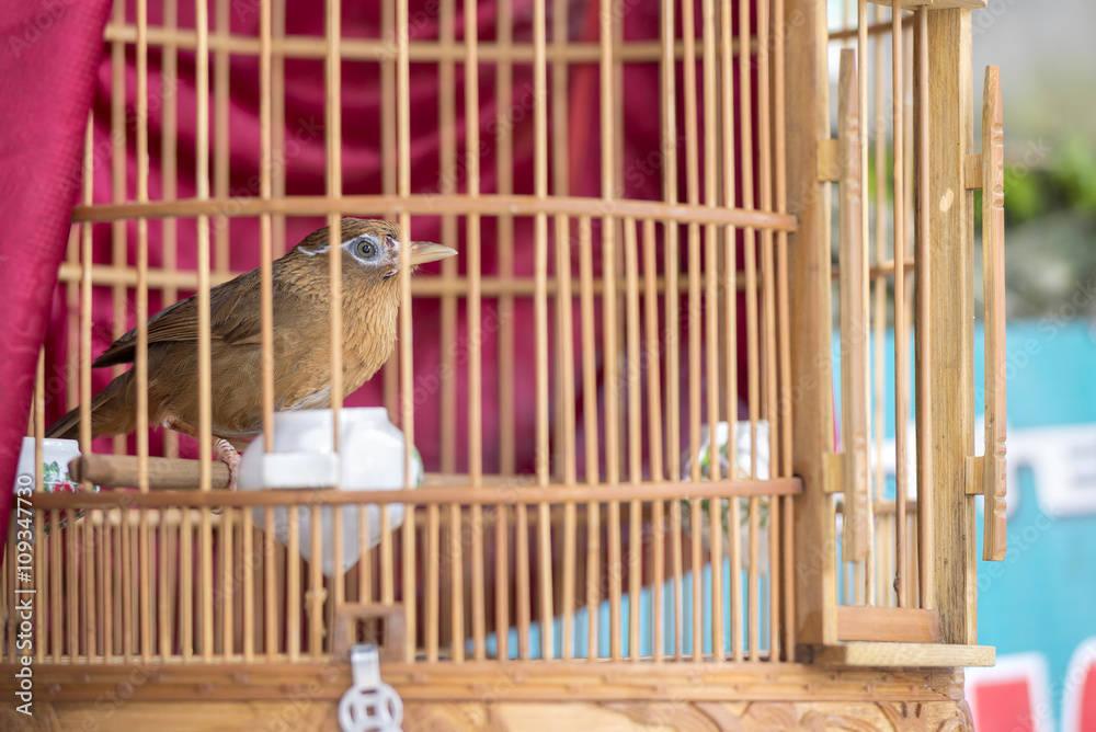 Bird in cage. The Chinese hwamei or melodious laughingthrush (Garrulax ...
