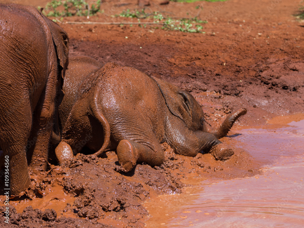 Baby elephant falling in mud Stock Photo | Adobe Stock