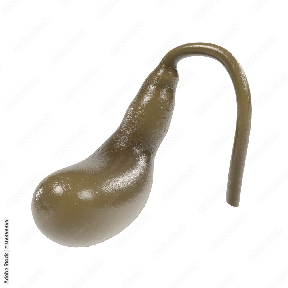 3d renderings of gallbladder organ Stock Illustration | Adobe Stock