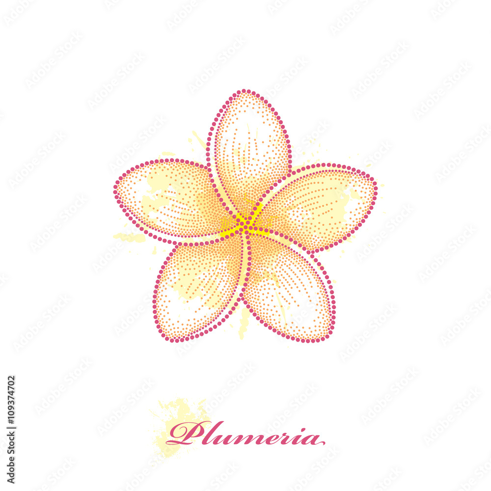 Dotted flower of Plumeria or Frangipani in yellow isolated on white ...