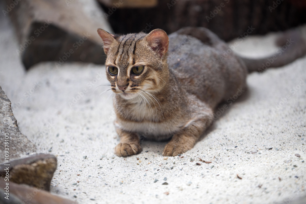 Small Rusty-spotted cat, Prionailurus rubiginosus is very rare Stock ...