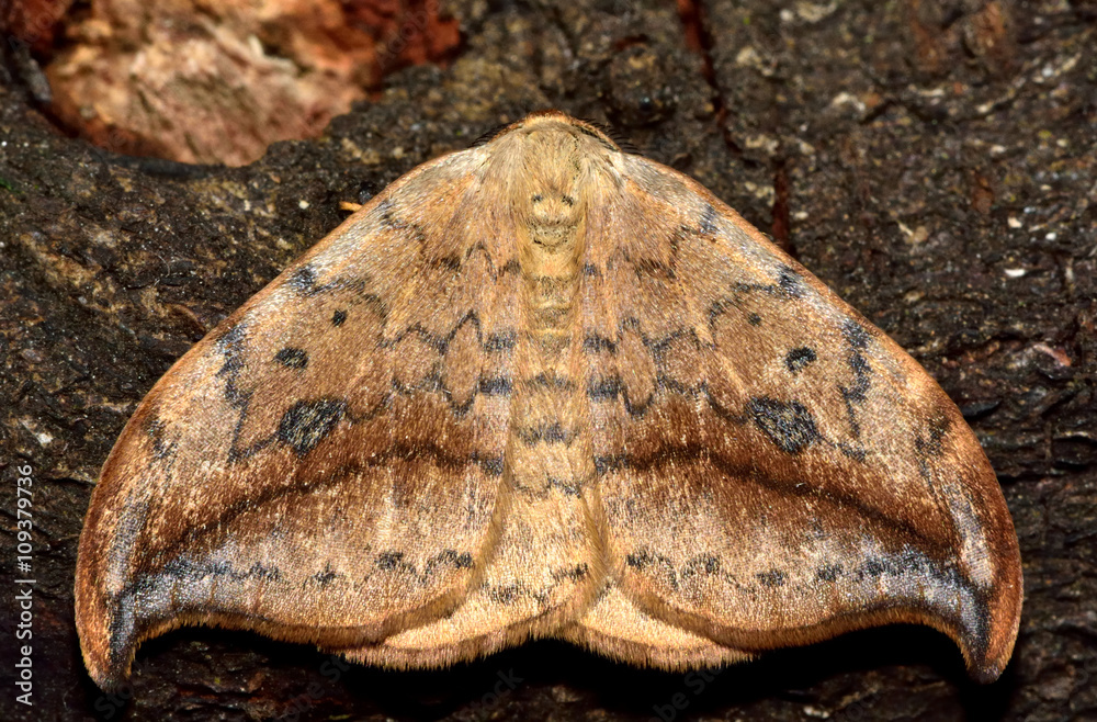 Pebble hook-tip (Drepana falcataria) moth. Insect in the family ...