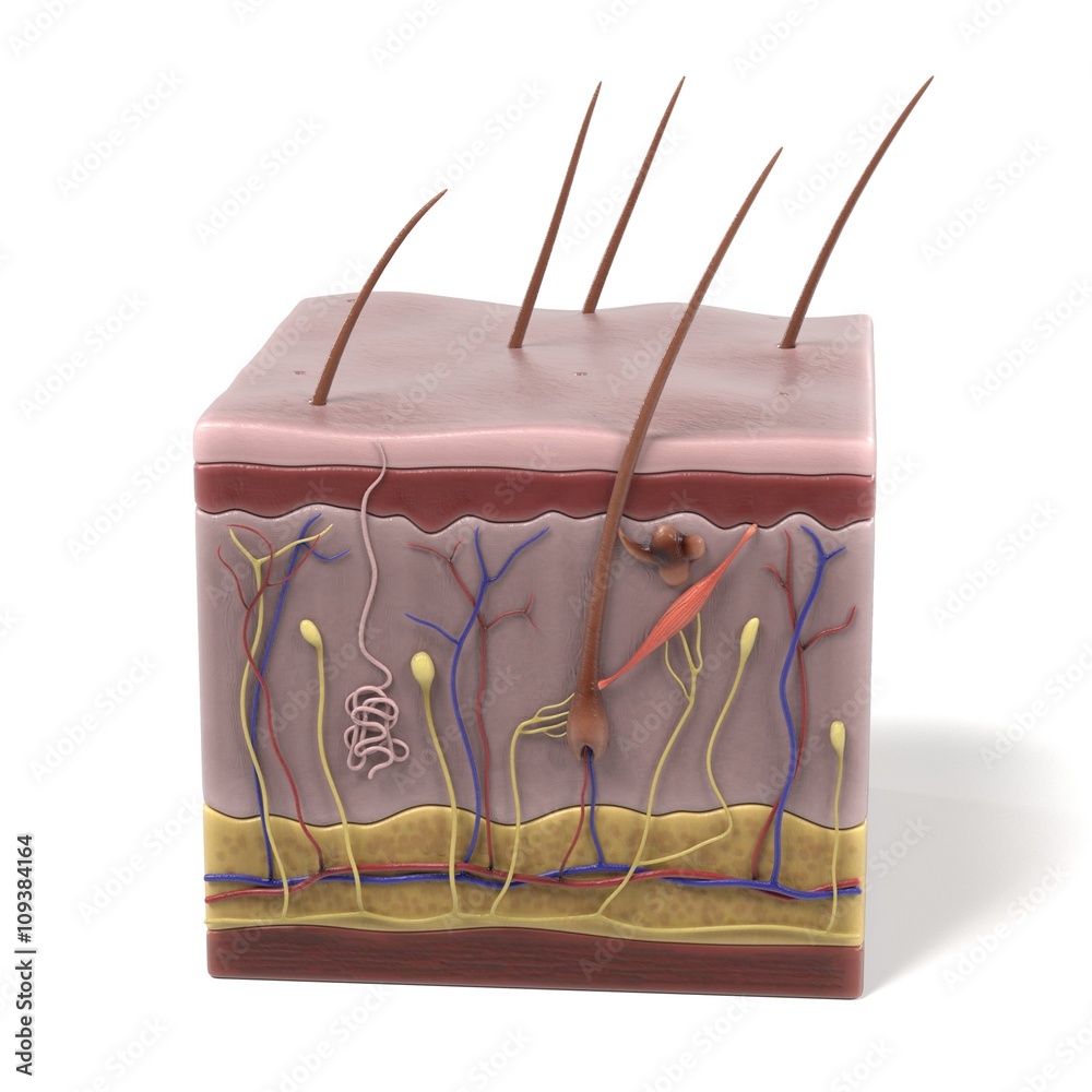 3d renderings of skin anatomy Stock Illustration | Adobe Stock
