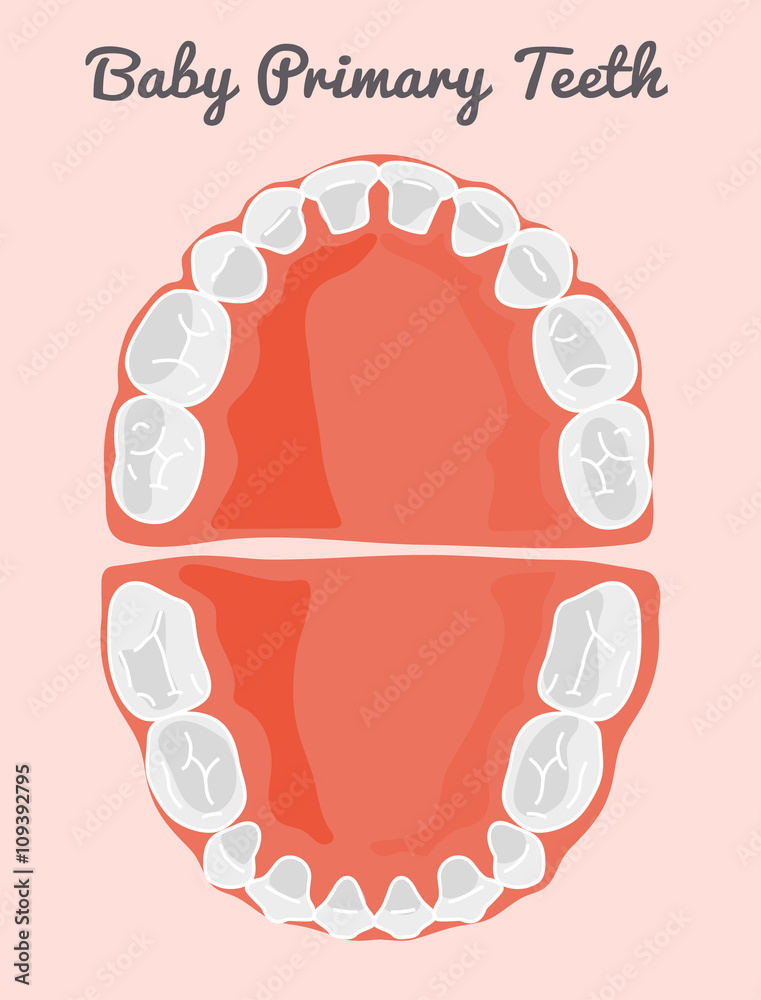 Human teeth infographic. Teeth Infographic Stock Vector | Adobe Stock