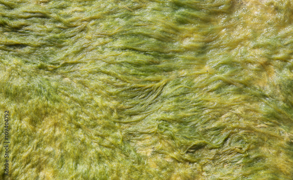 textura de algas marinas Stock Photo | Adobe Stock