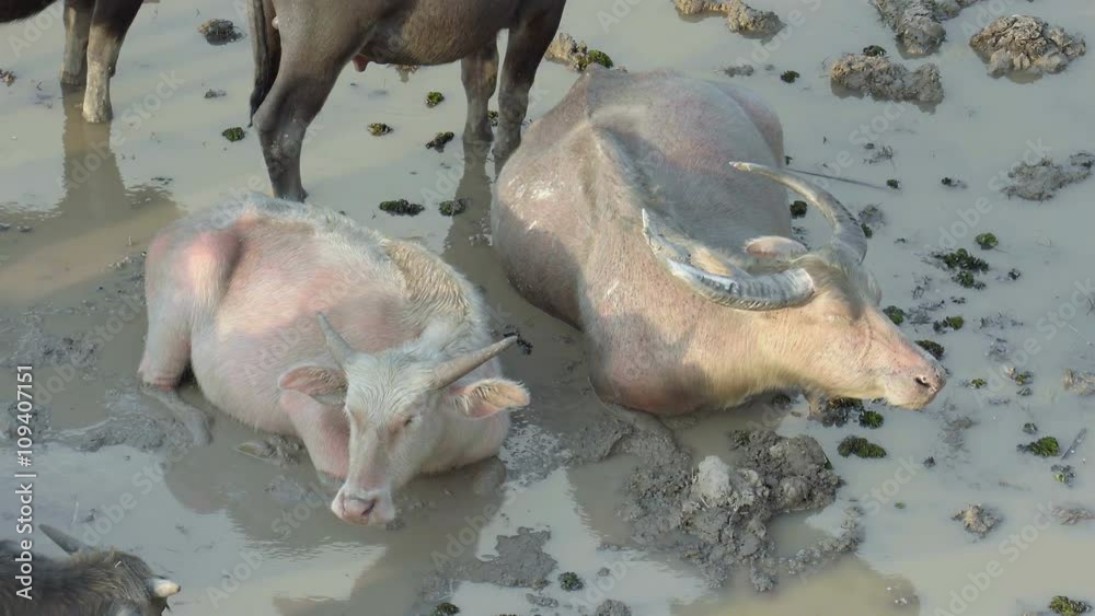 Mother buffalo and children Are prowl , Thailand,Crowd of Water buffalo ...