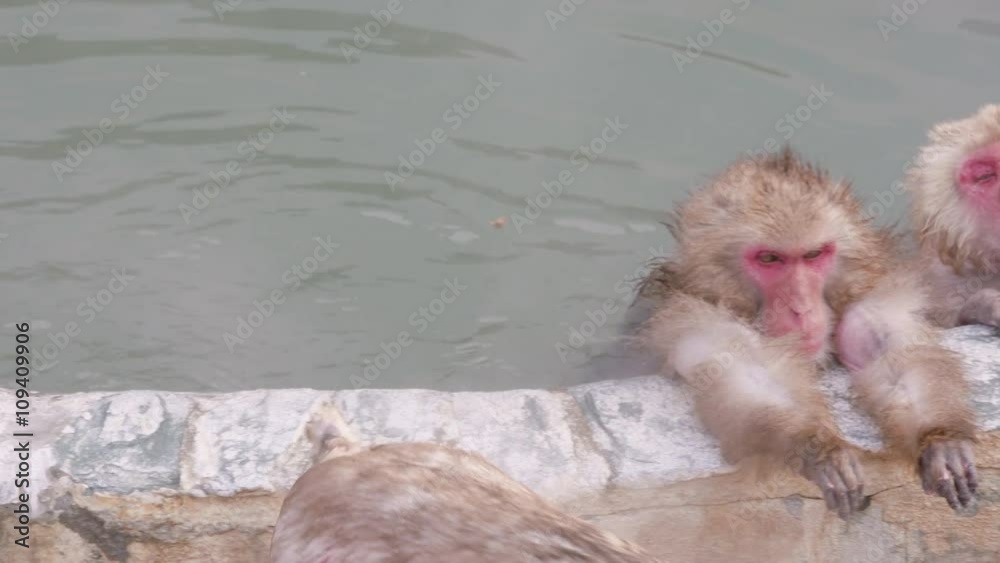 Snow Monkey Crawling Out of Hot Spring Water Pool. Japanese Macaque ...