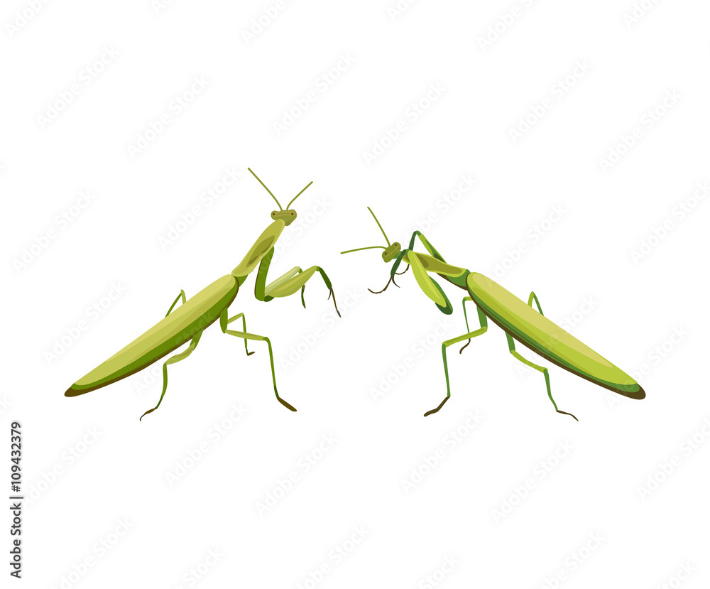 two praying mantis are fighting. Vector praying mantis. Symbol of ...
