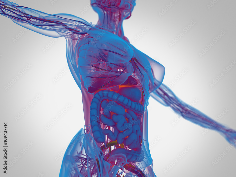 Female human anatomy, torso showing intestines. 3D Illustration. Stock ...