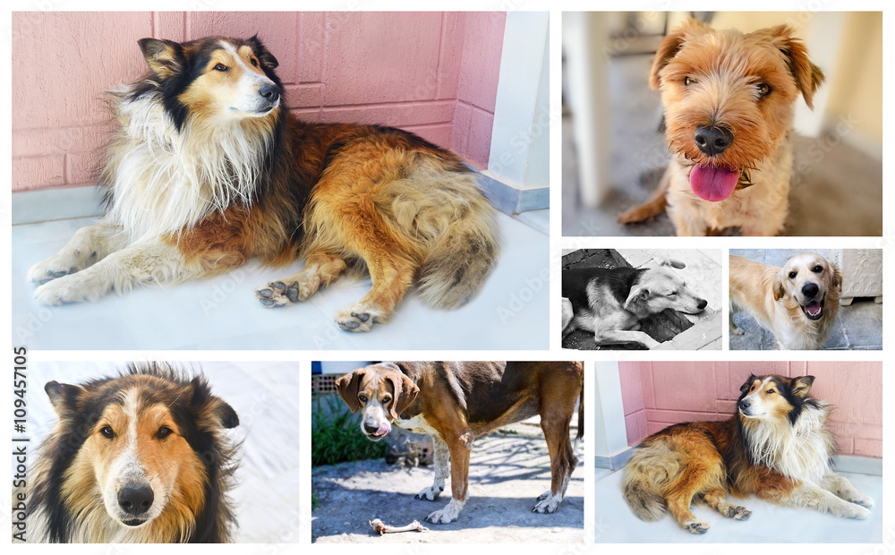 collage with dog photos - dog photos collection Stock Photo | Adobe Stock