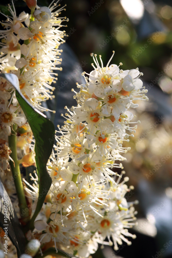 Kirschlorbeer, Lorbeerkirsche (Prunus laurocerasus) Stock Photo | Adobe ...