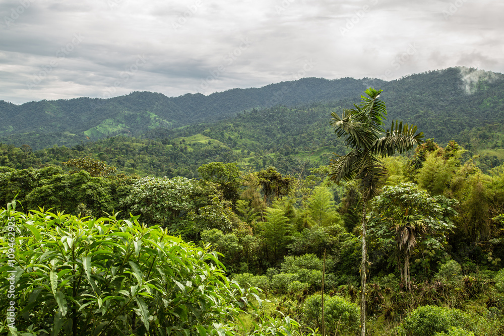 Tropical Montane Forest