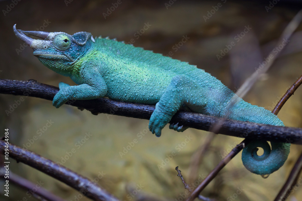 Blue Jackson Chameleon