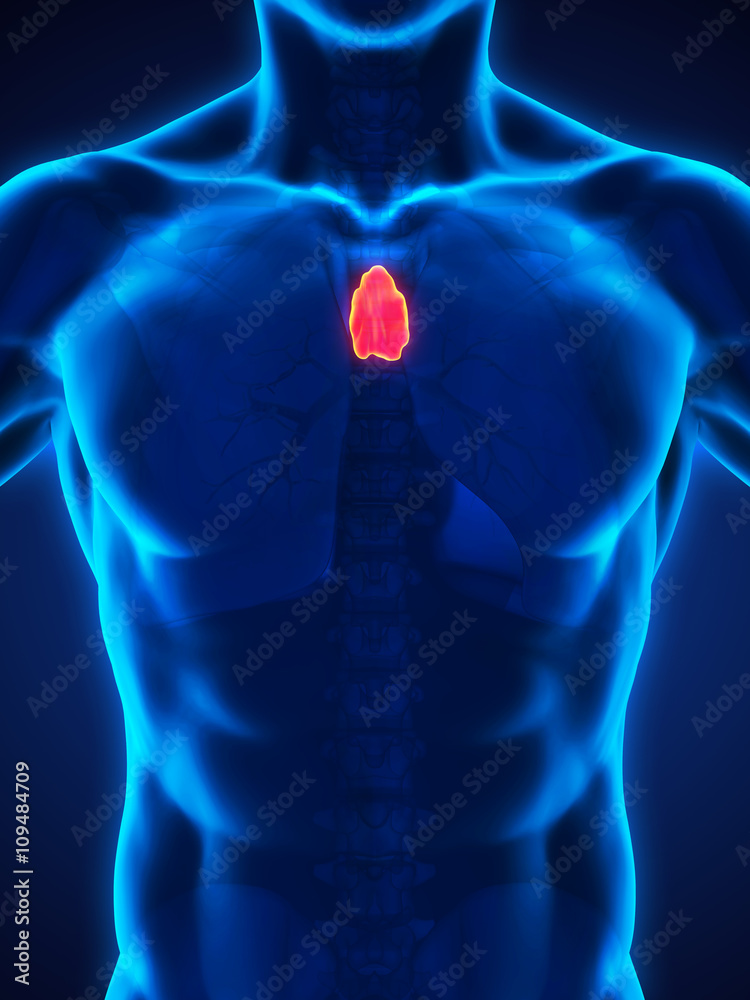 Human Thymus Anatomy Illustration. 3D render Stock Illustration | Adobe ...