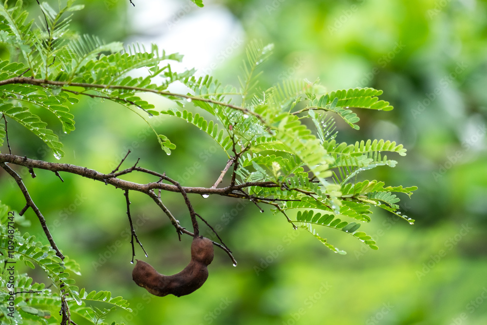tamarind tree look like fresh after raining Stock Photo | Adobe Stock