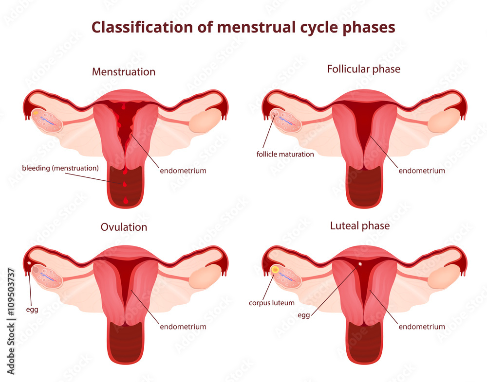 Female Reproductive System Stock Vector Adobe Stock