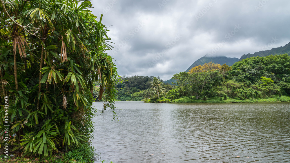 The Hawaiian rain forest of botanical gardens on the tropical island ...
