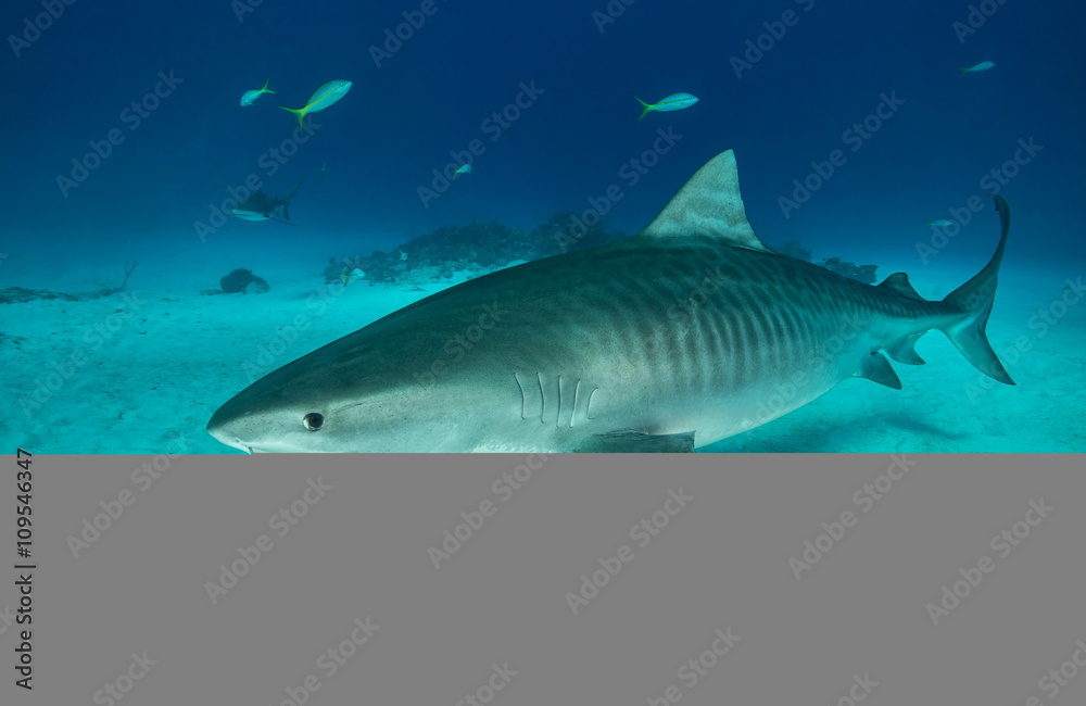 Tiger shark swimming on seabed, Tiger Beach, Bahamas Stock Photo ...