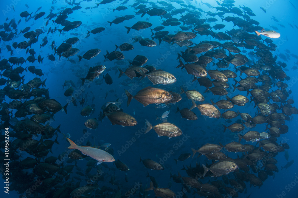 Underwater view of variety fish species swimming together in deep ...
