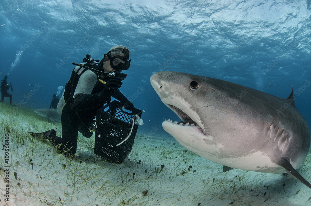 Tiger Diving Underwater