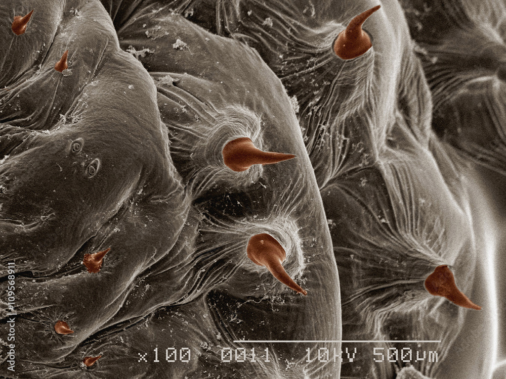 Coloured SEM of larva of human bot fly (Hematobia Irritans) Stock Photo ...