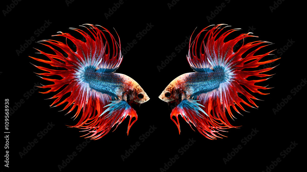 Betta fish, siamese fighting fish, betta splendens (Crown Tail) Stock ...