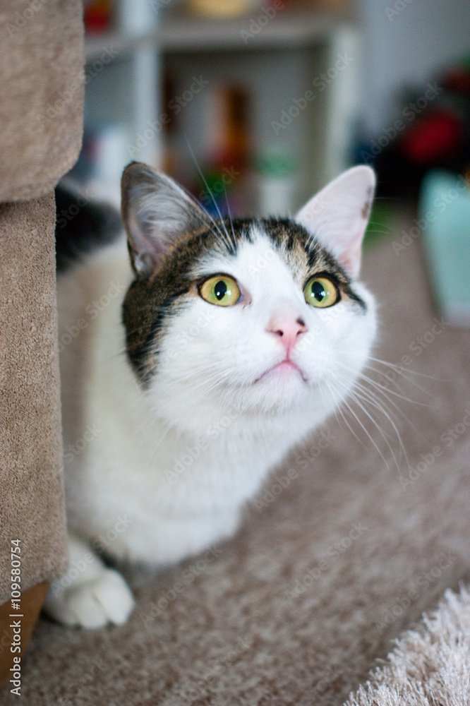 Cat hiding behind a sofa, peering around the corner. Stock Photo ...