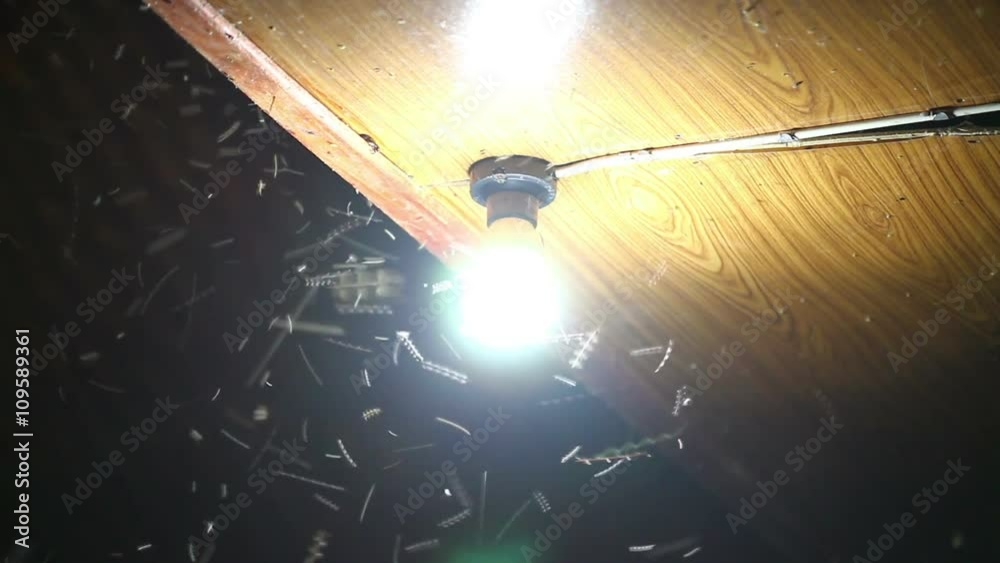 Moths termites and insects playing, flying around light at night ...