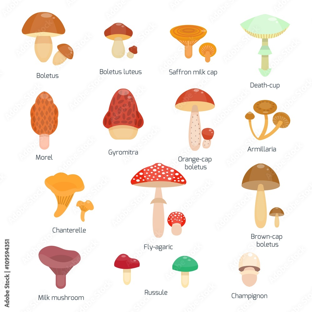Vector illustration of different types of mushrooms. Fly-agaric and ...
