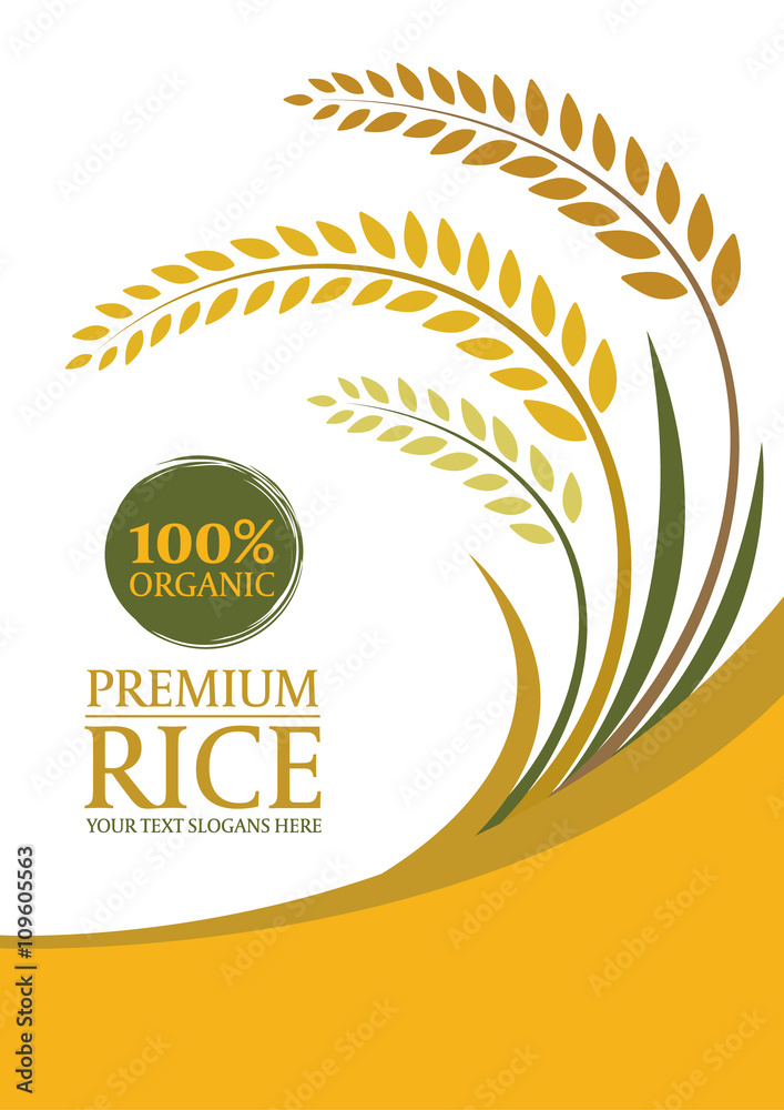 Yellow paddy rice for background - Layout template size A4 Vector ...