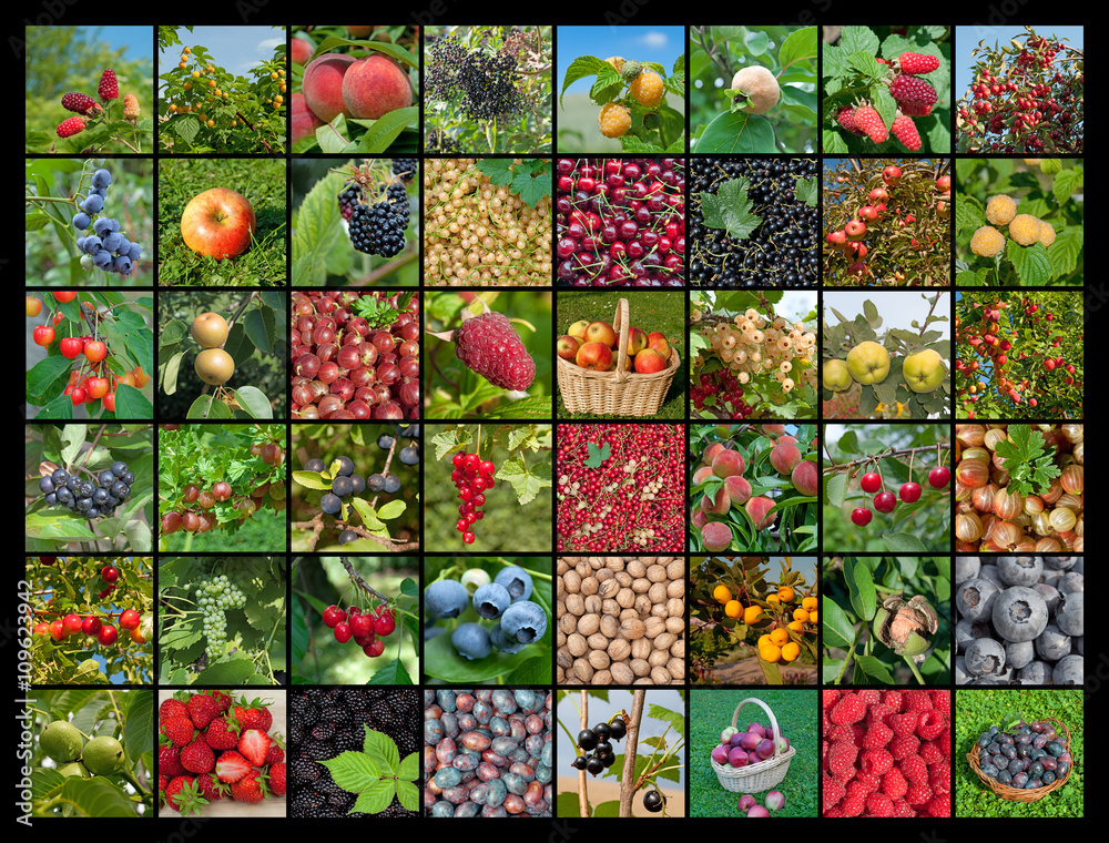 Foto de Früchte, Obst, Collage, Fruits do Stock | Adobe Stock